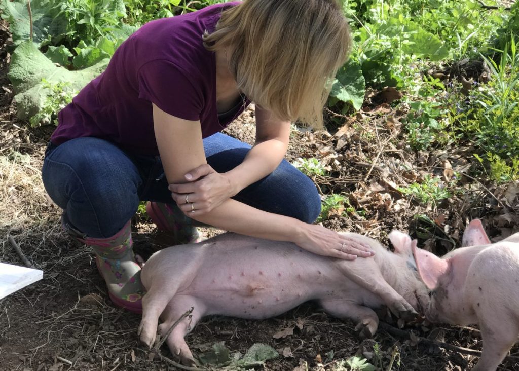 Adventures in Homesteading, a not-so-country girl’s perspective | two ...