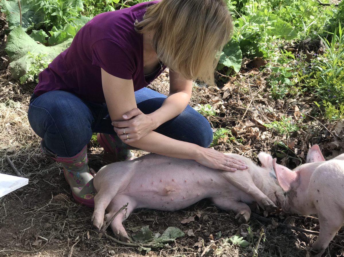 Adventures in Homesteading, a not-so-country girl’s perspective | two ...