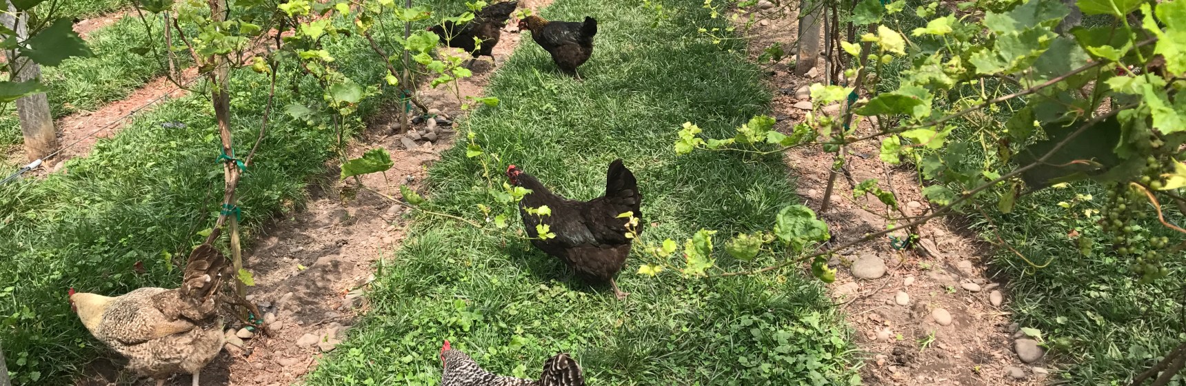 How Raising Chickens Transformed Our Homestead | two branches homestead