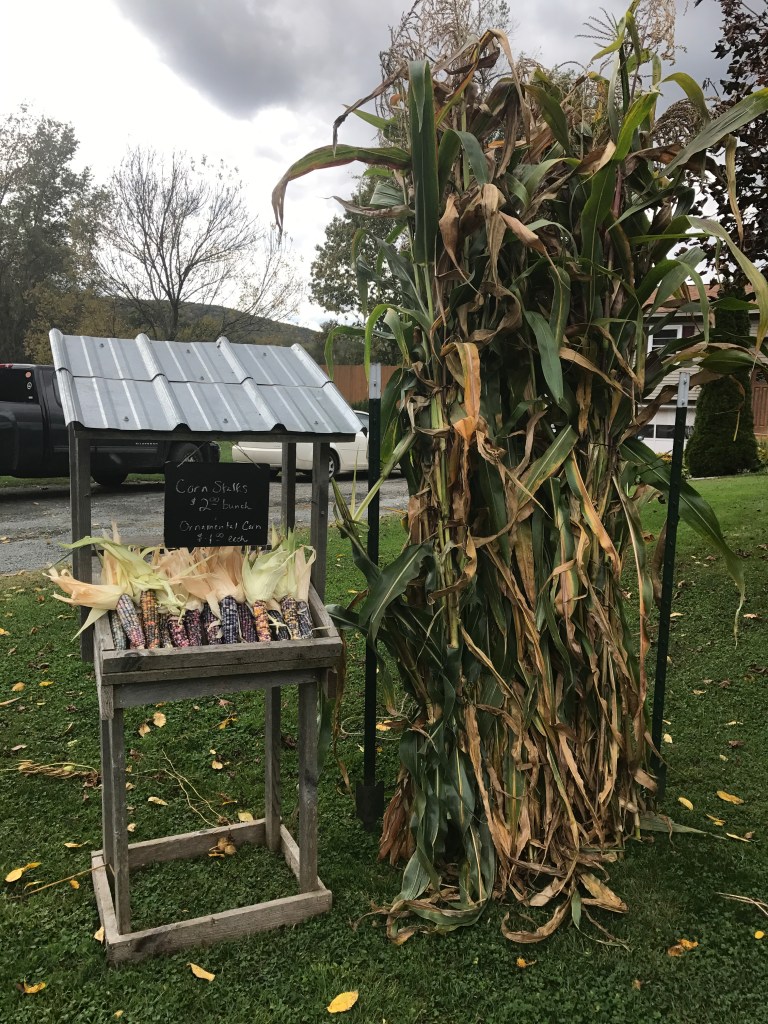 Glass gem corn happiness and beauty | two branches homestead