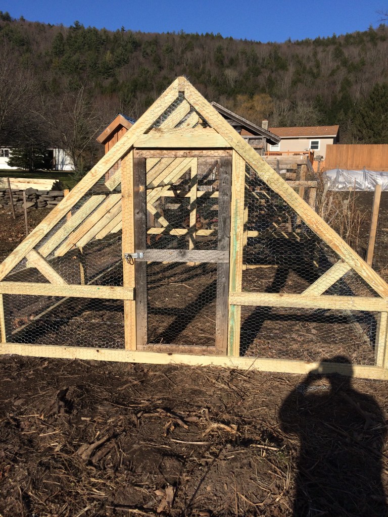 Raising Cornish Cross Chickens for Meat: A Homesteader’s Guide | two ...