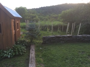 Making Homemade Wine + Growing Grapes = Homestead Happiness | two ...
