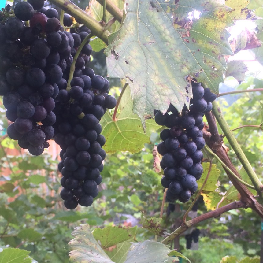 Making Homemade Wine + Growing Grapes = Homestead Happiness | two ...