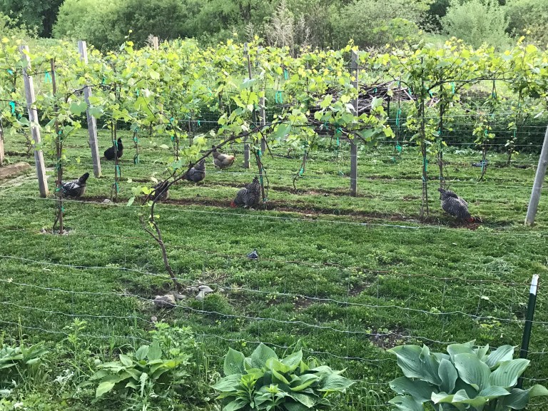 Making Homemade Wine + Growing Grapes = Homestead Happiness | two ...