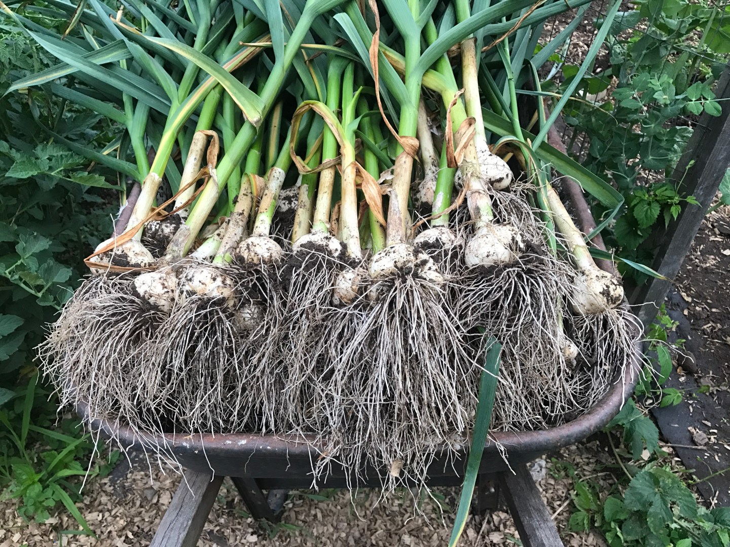 How to Grow Garlic and Save America | two branches homestead