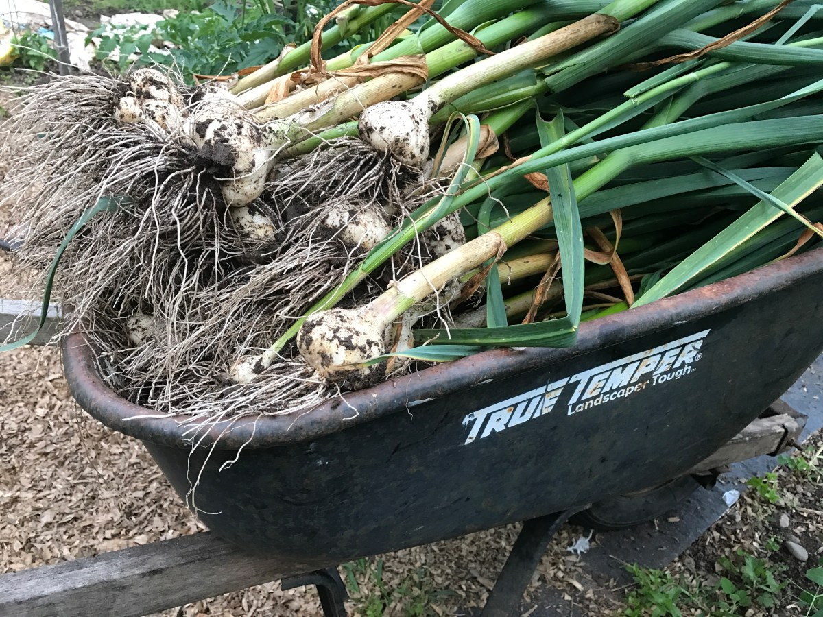 How to Grow Garlic and Save America | two branches homestead