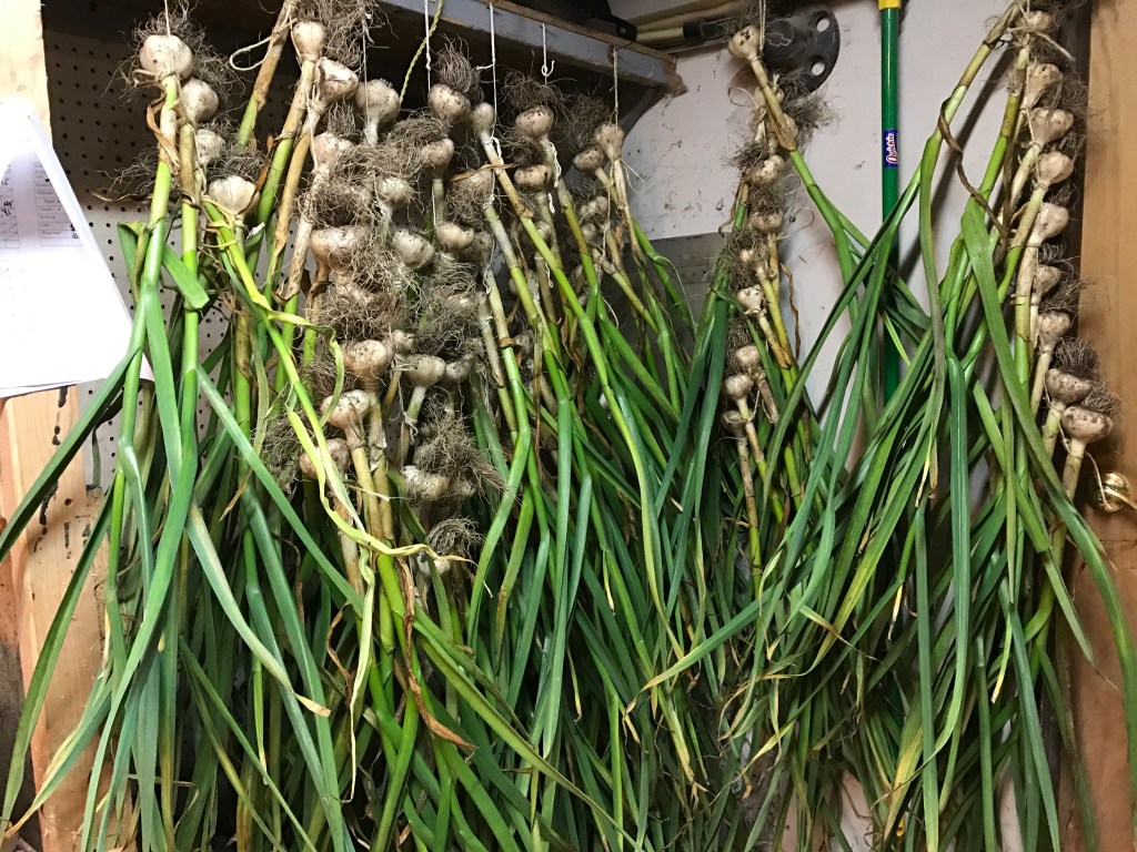 How to Grow Garlic and Save America | two branches homestead