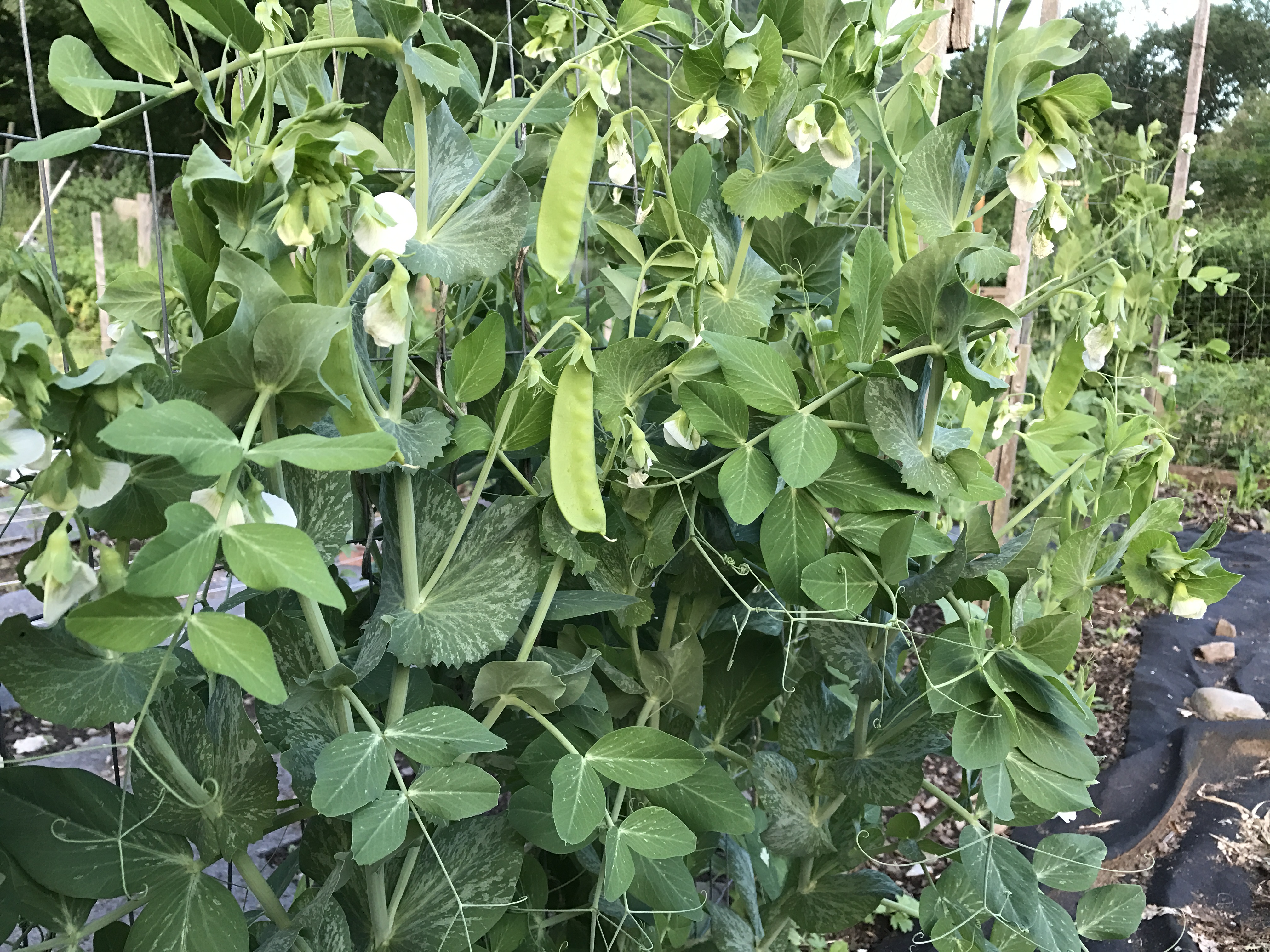 Take a Step Back in Time and Grow Peas This Spring | two branches homestead