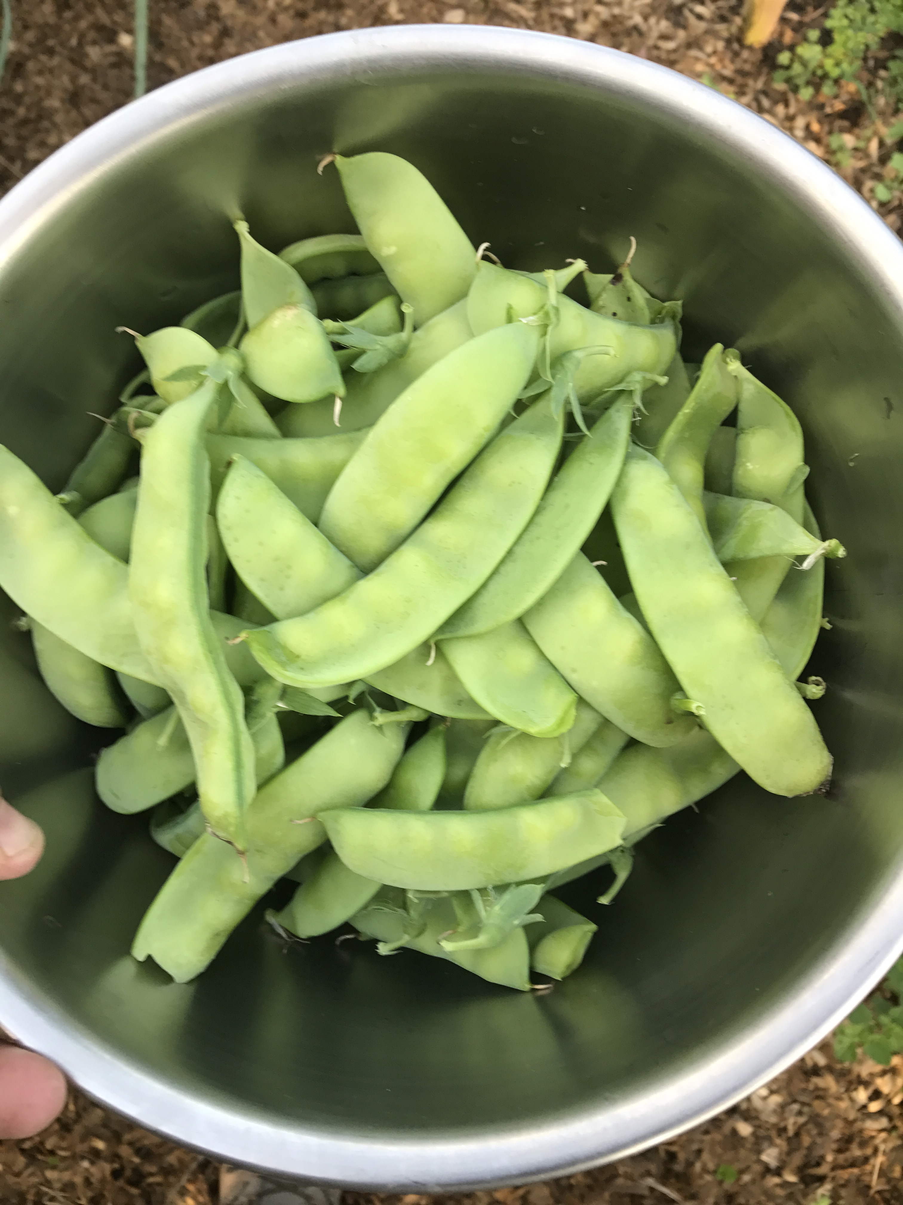 Take a Step Back in Time and Grow Peas This Spring | two branches homestead
