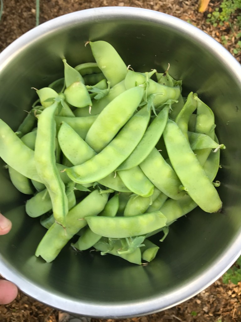 Take a Step Back in Time and Grow Peas This Spring | two branches homestead