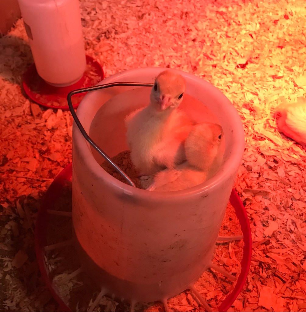 Building a Turkey Coop | two branches homestead