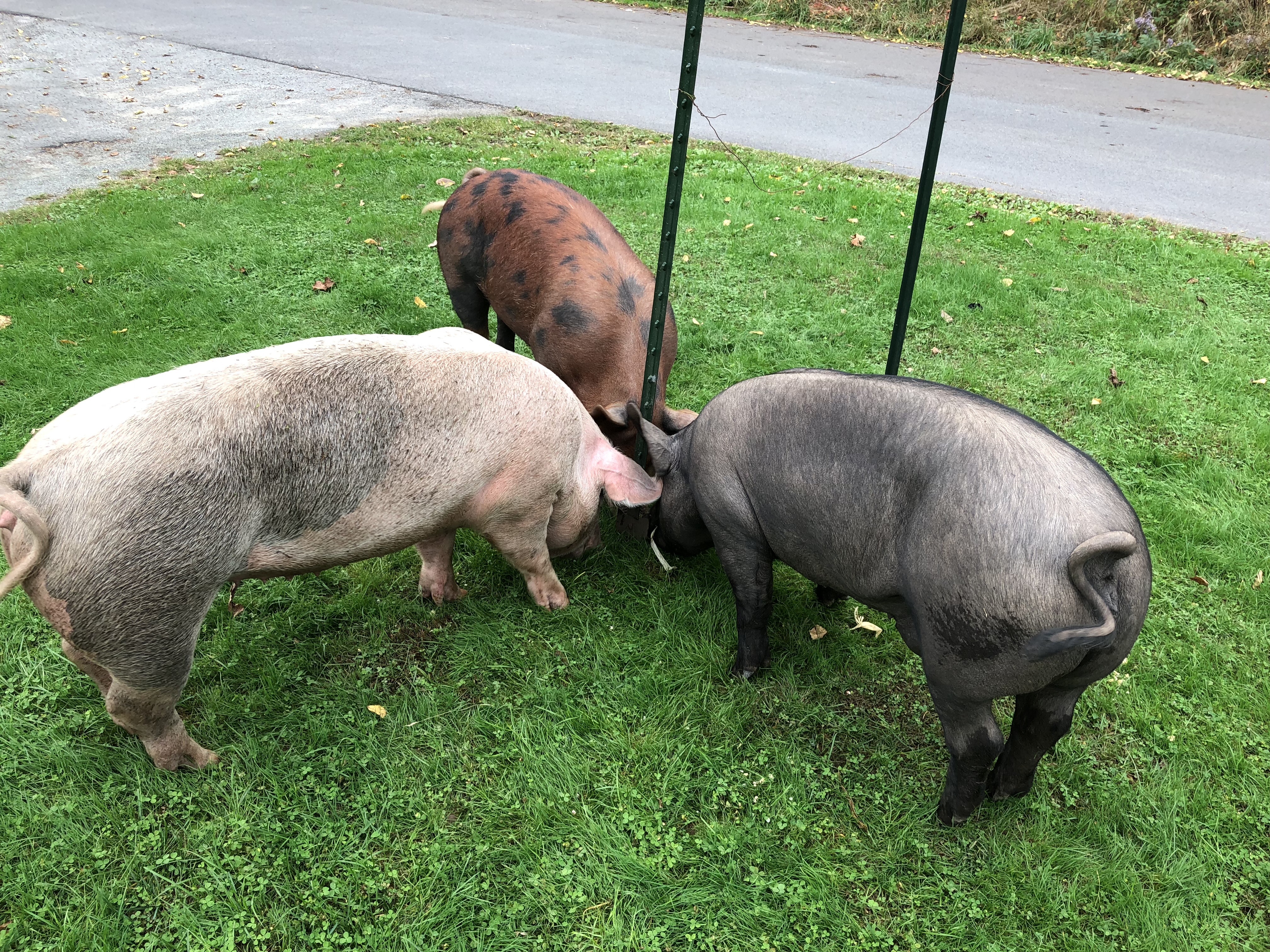 Adventures in Homesteading, a not-so-country girl’s perspective | two ...