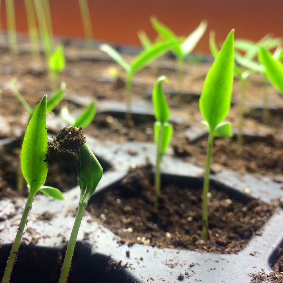 Essential Steps for Spring Gardening on a Homestead | two branches ...