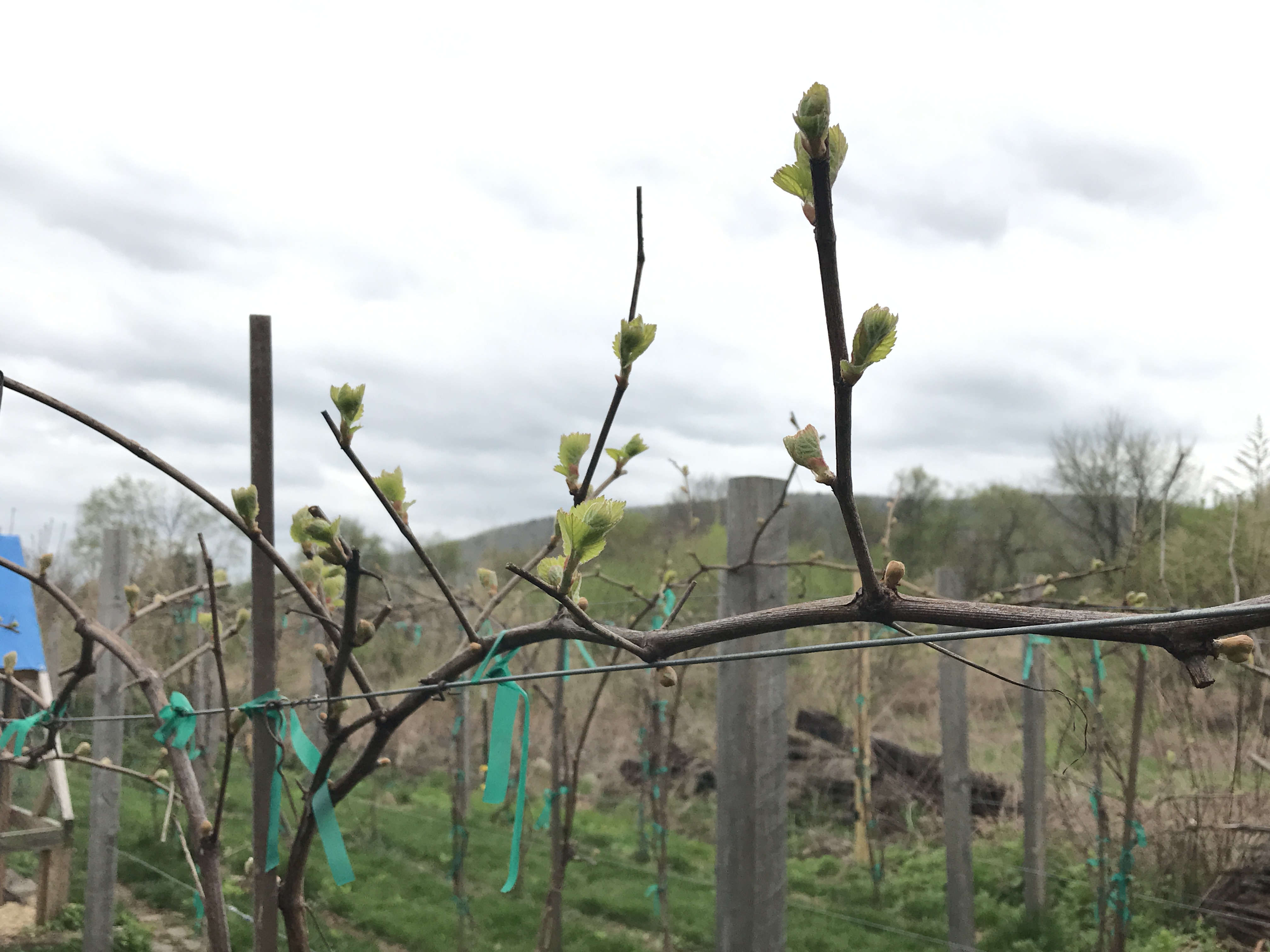 Essential Steps for Spring Gardening on a Homestead | two branches ...