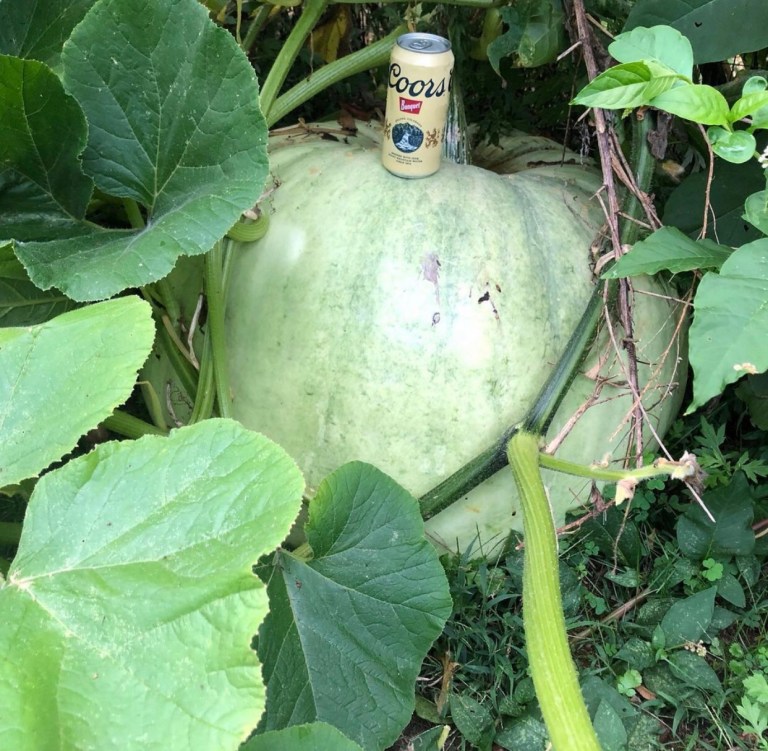 The tale of Leon the giant pumpkin | two branches homestead