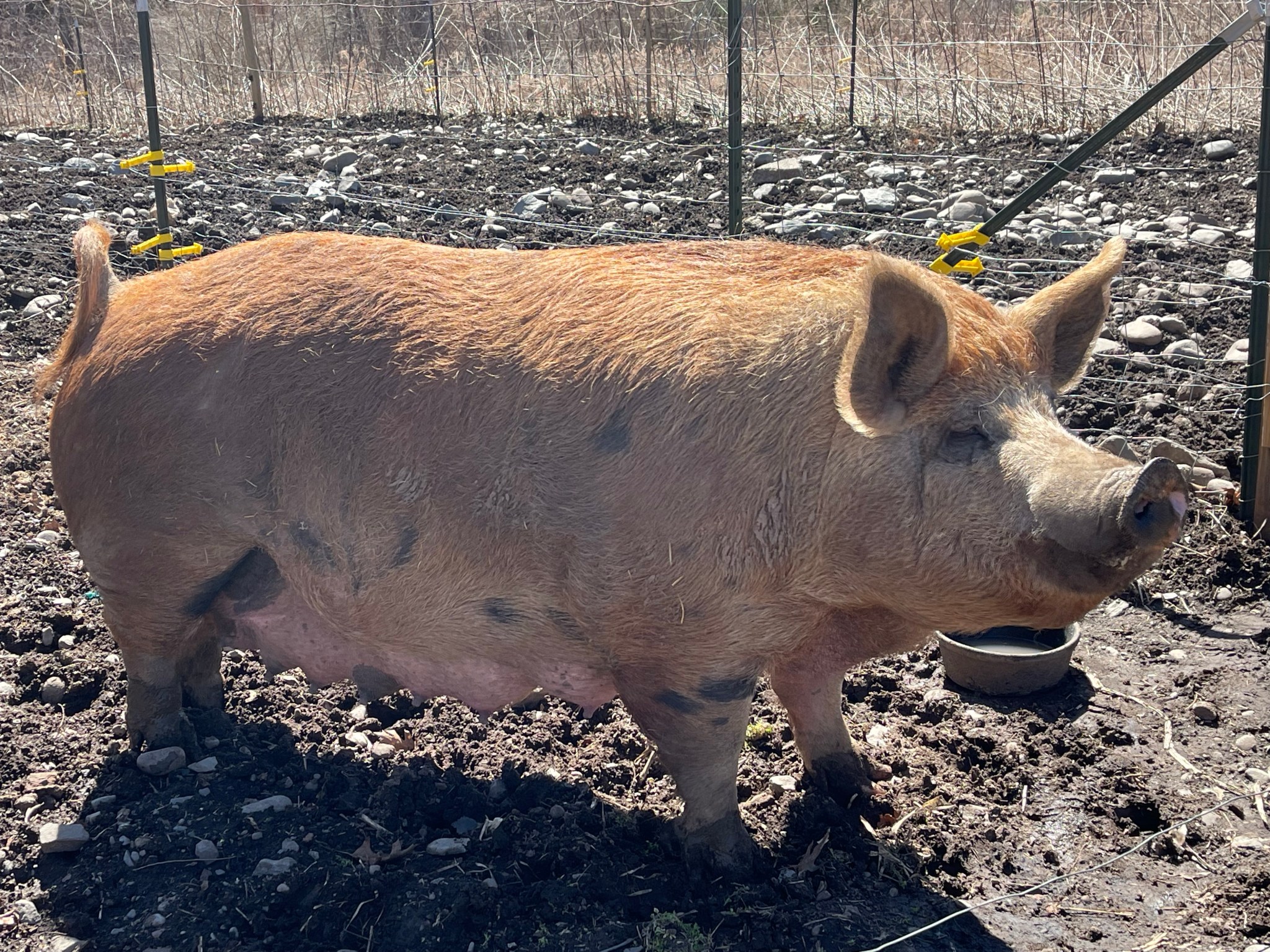 Heartwarming Journey of a Runt Piglet During Farrowing | two branches ...