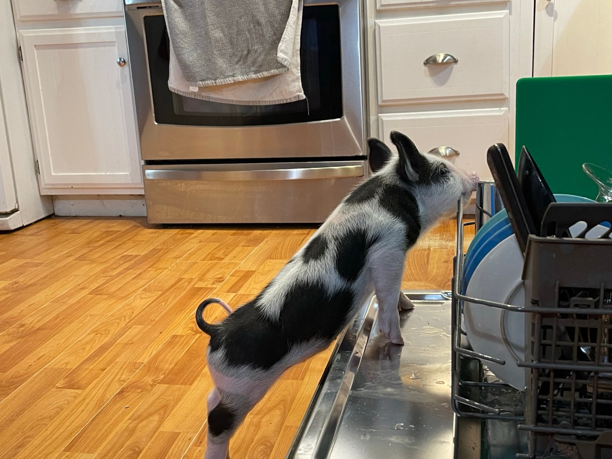 Heartwarming Journey of a Runt Piglet During Farrowing | two branches ...