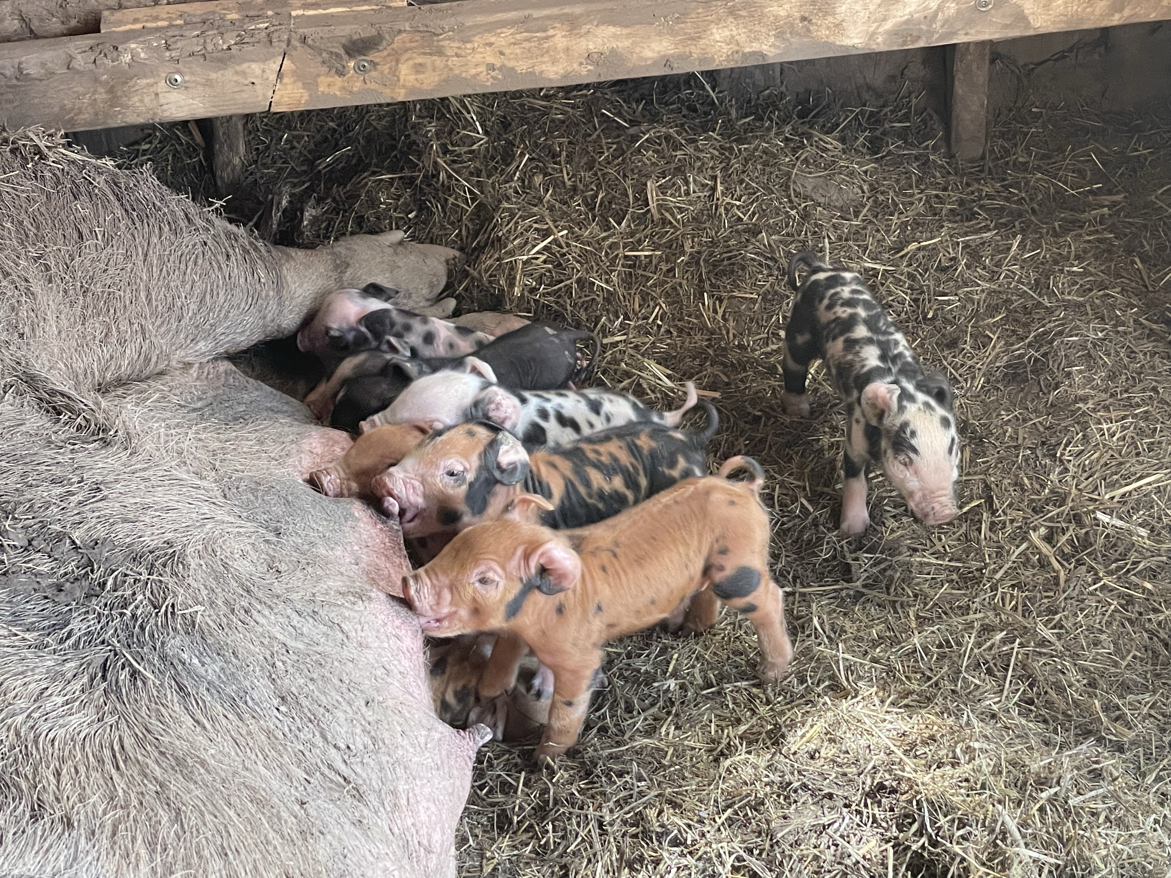 Heartwarming Journey of a Runt Piglet During Farrowing | two branches ...