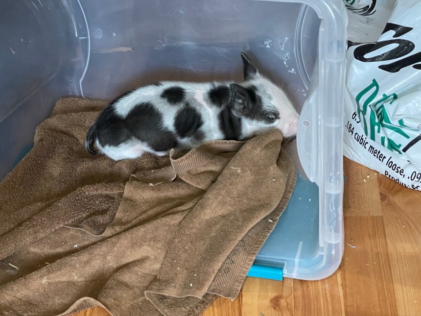 Heartwarming Journey of a Runt Piglet During Farrowing | two branches ...